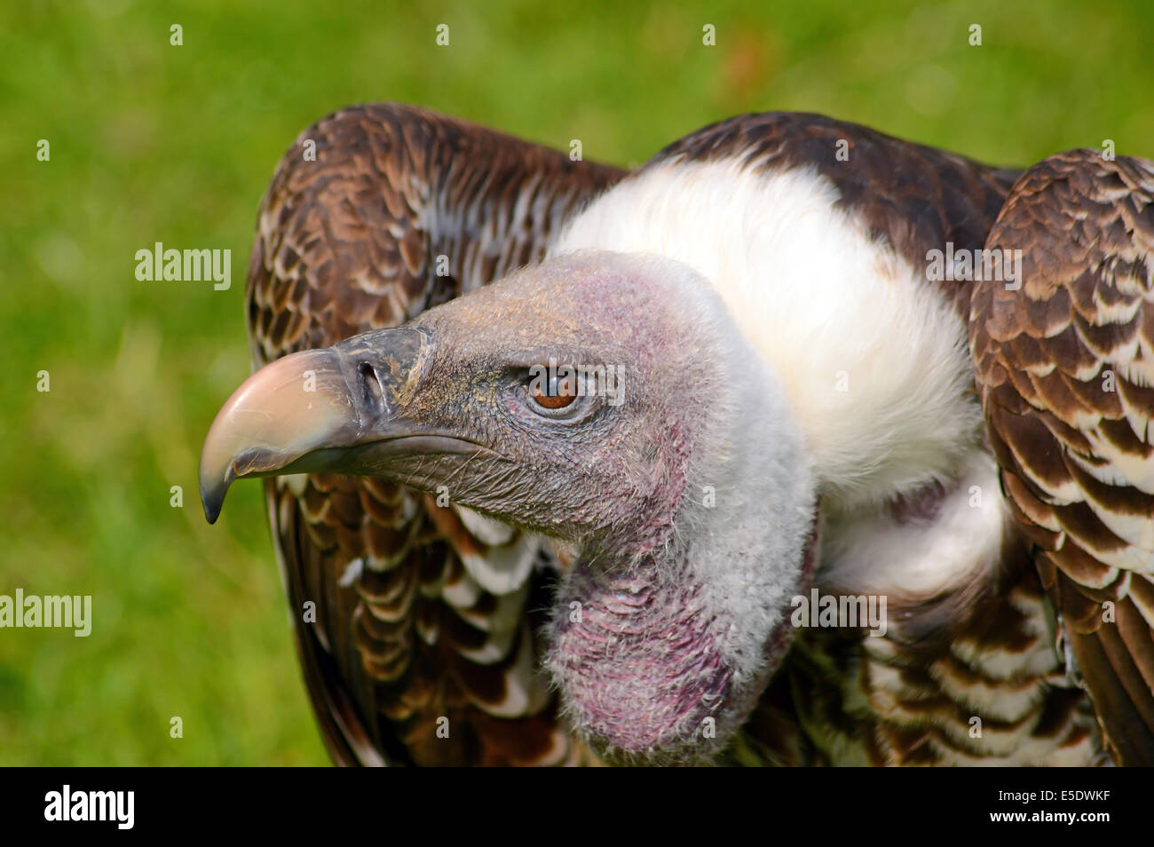 Vulture Side Profile High Resolution Stock Photography and Images - Alamy