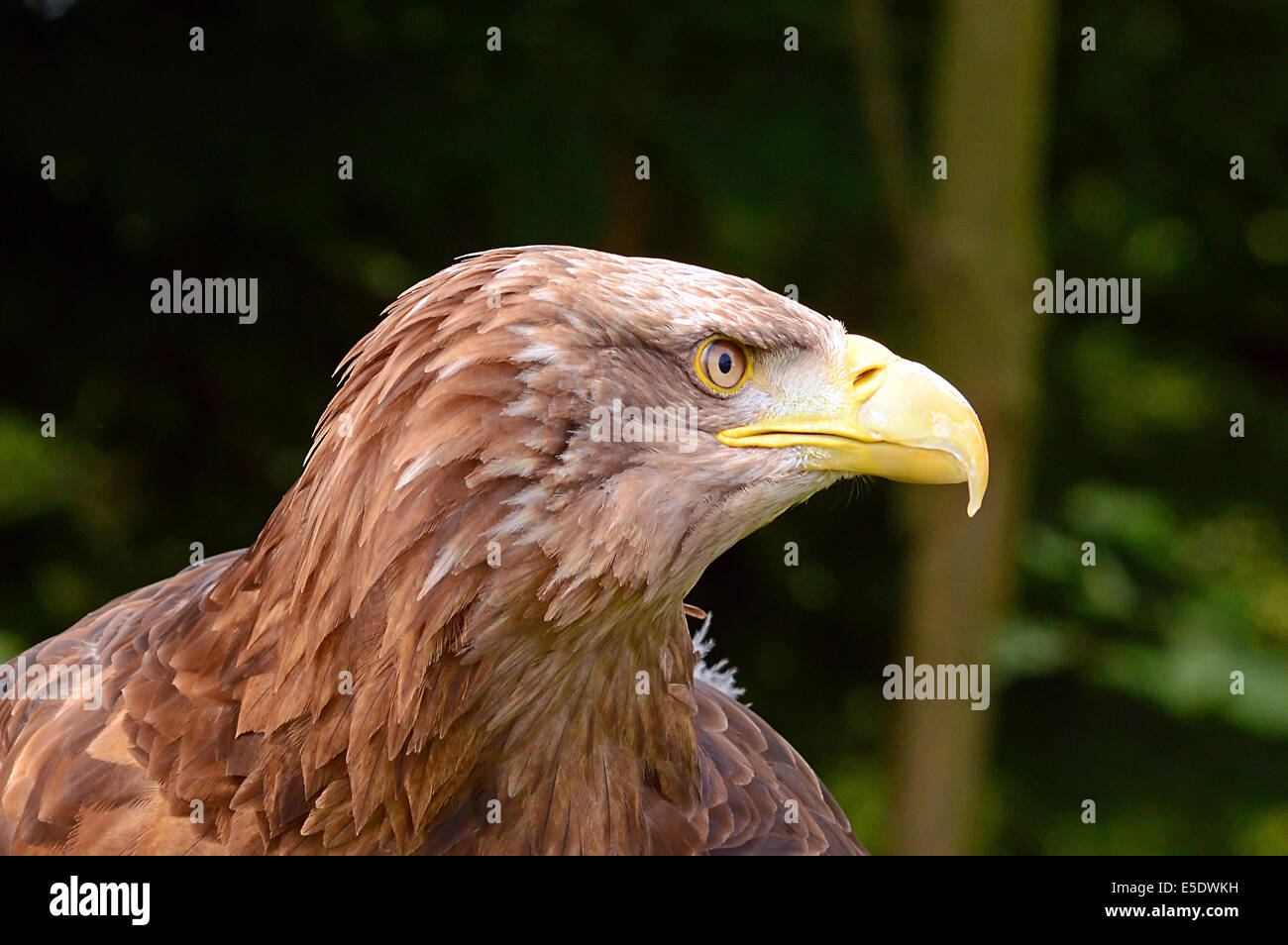 Eagle displays hi-res stock photography and images - Alamy