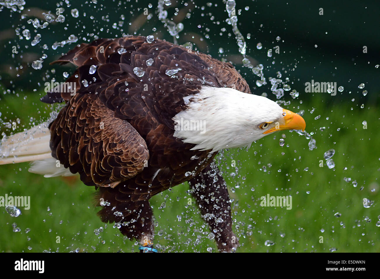 Bald eagle at water hi-res stock photography and images - Alamy