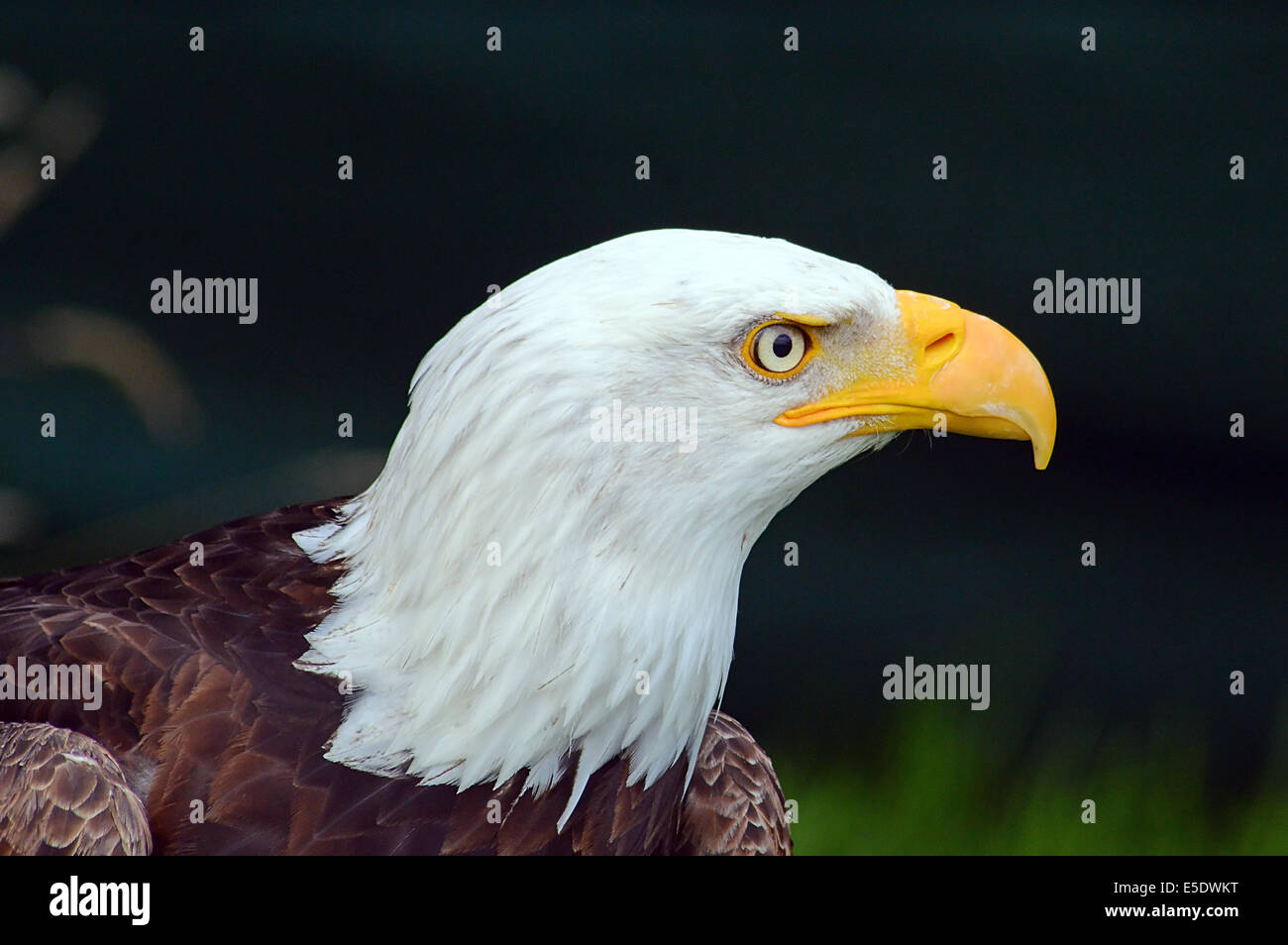 American Eagle Flying Side View