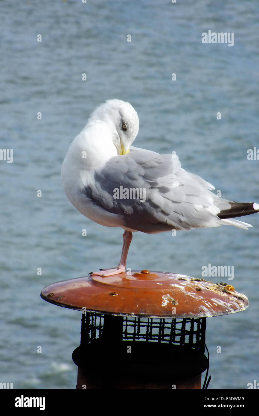Sea stack devon hi-res stock photography and images - Alamy
