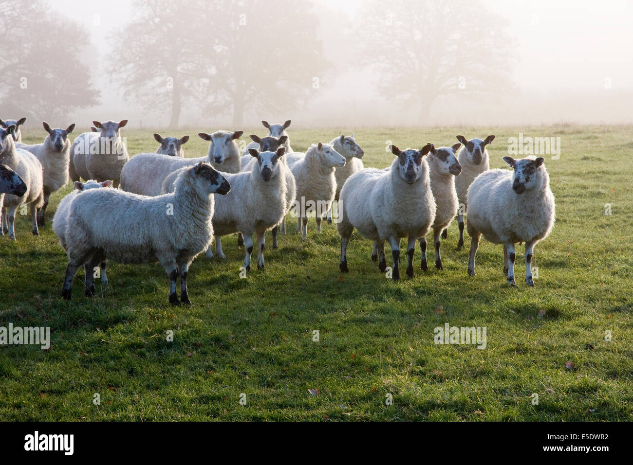 Cotswolds misty morning hi-res stock photography and images - Alamy