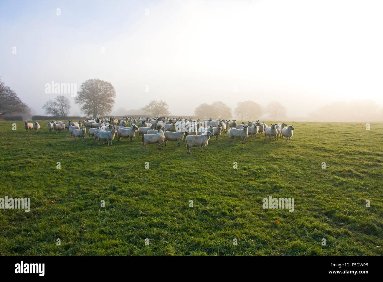 Flock of sheep on a misty morning Stock Photo - Alamy
