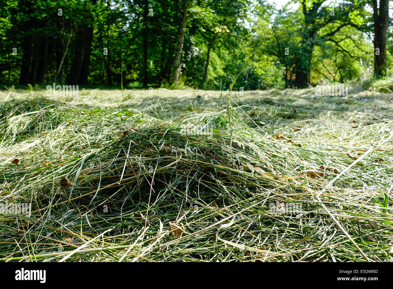 Sun and agriculture hi-res stock photography and images - Alamy