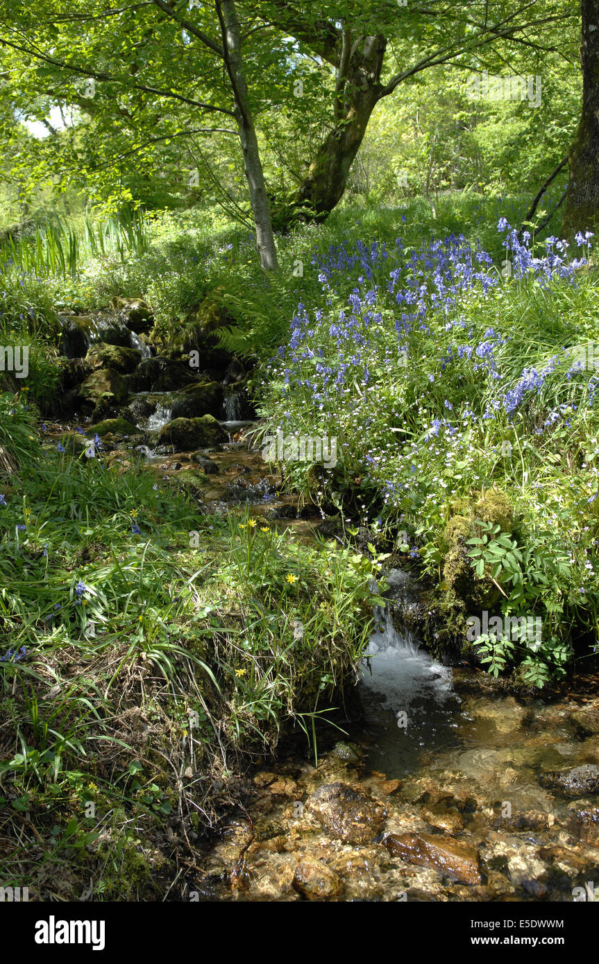 Lovely stream with wildflowers and ferns taken near Widecombe in the ...