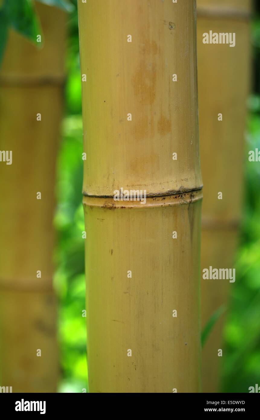 bamboo on jungle background Stock Photo - Alamy