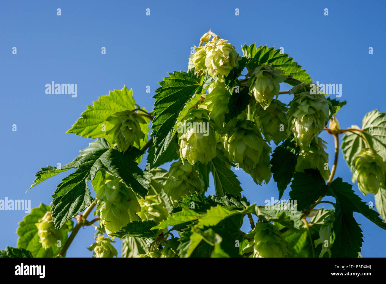 Botany hop humulus common hi-res stock photography and images - Alamy