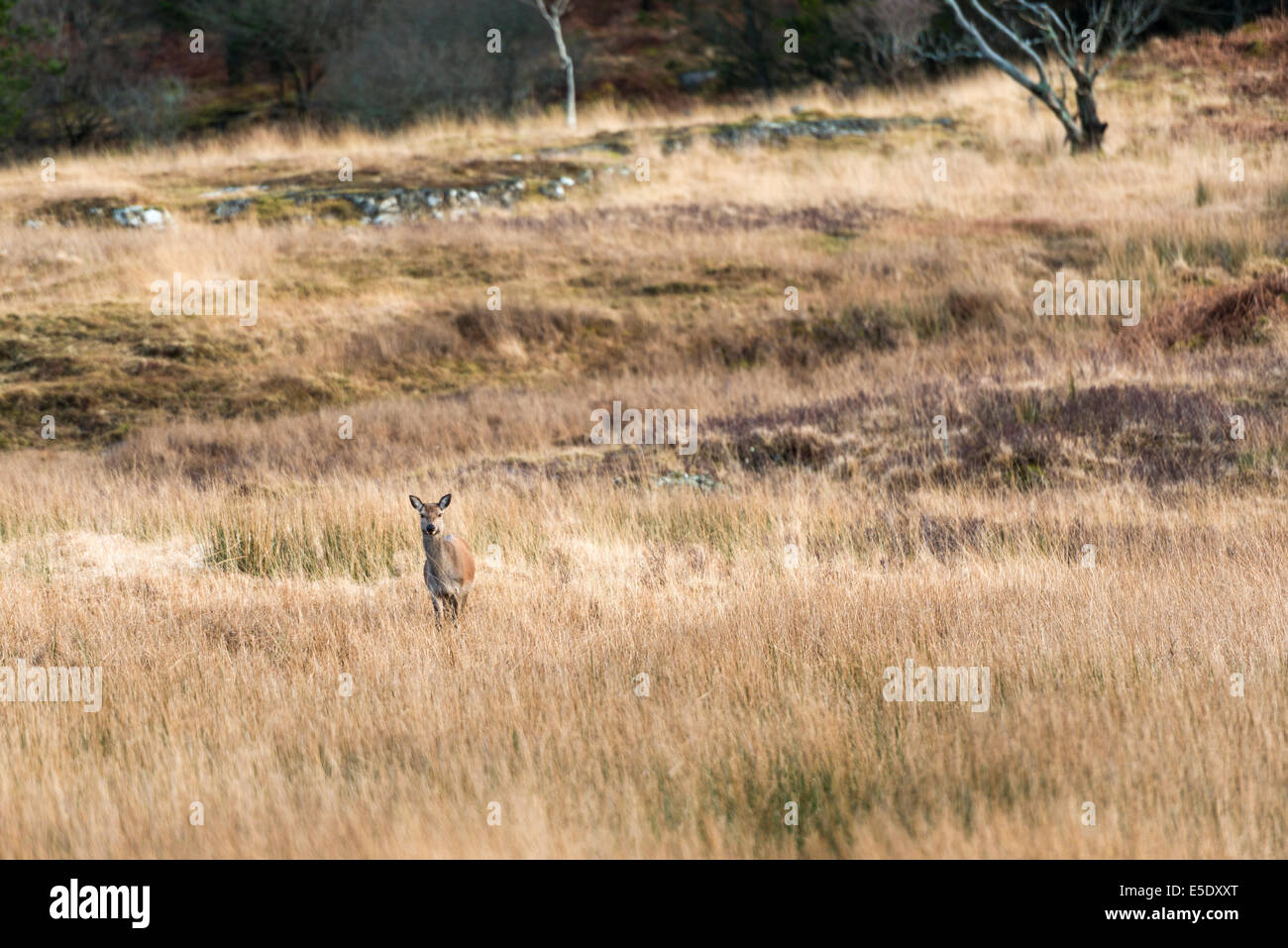 Venison island hi-res stock photography and images - Alamy