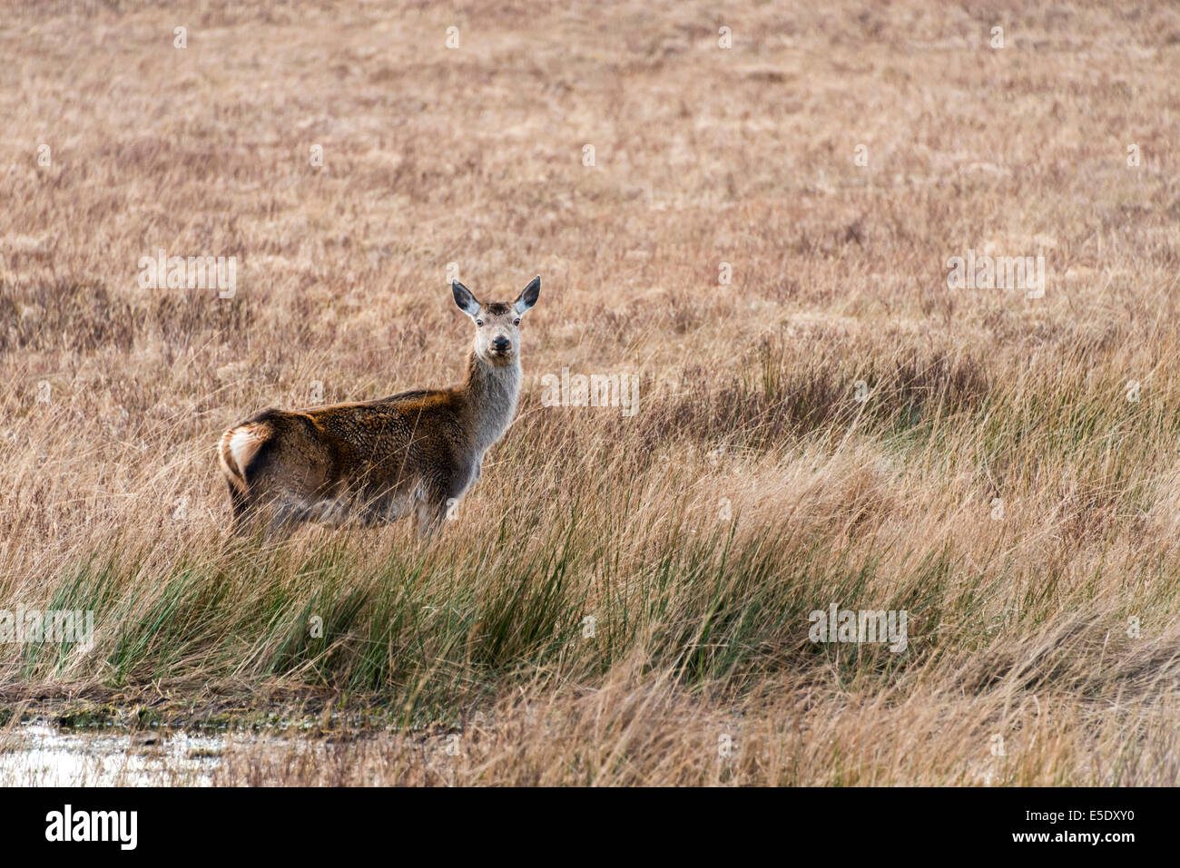 Venison Island High Resolution Stock Photography and Images - Alamy