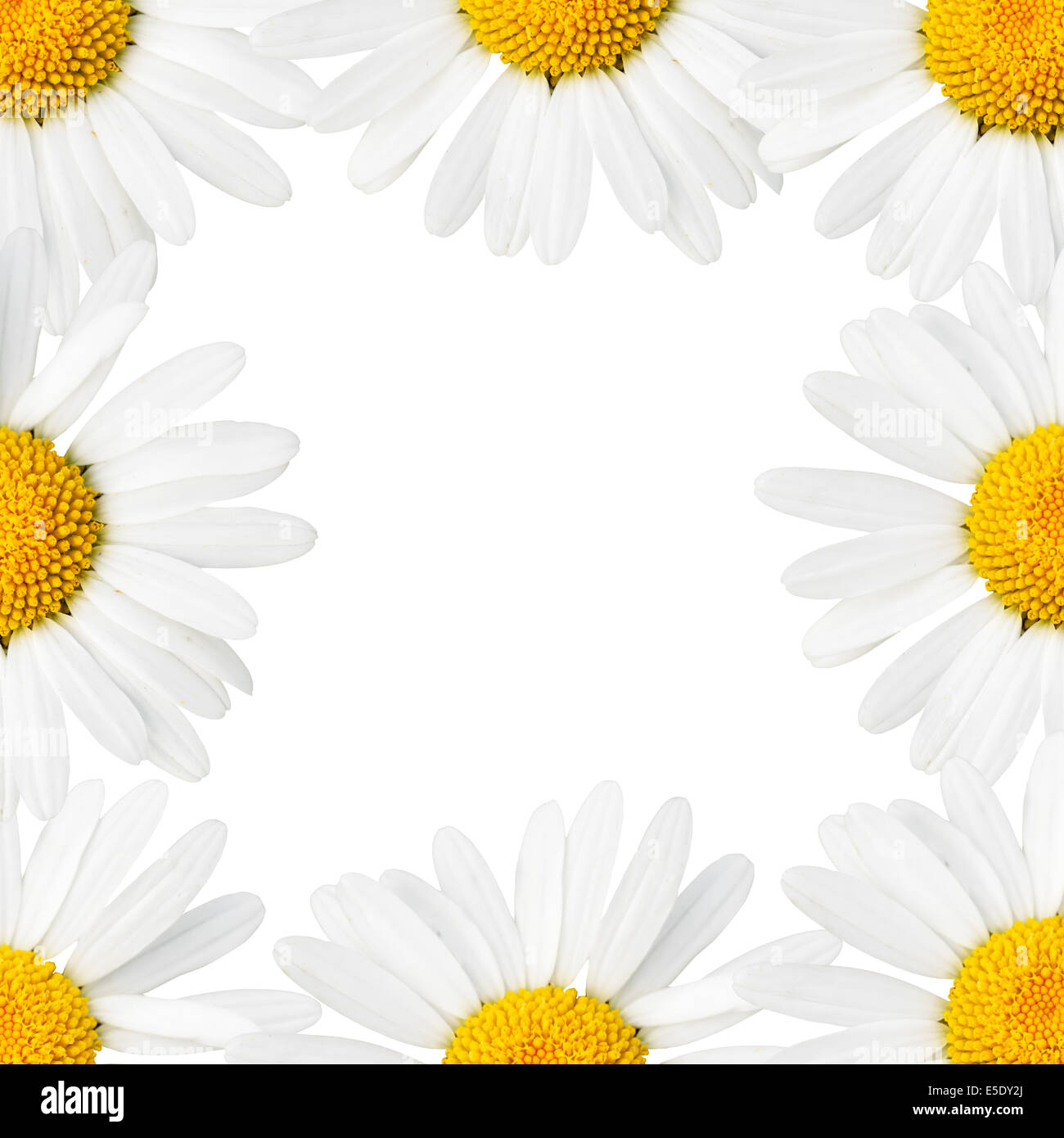 White daisy border hi-res stock photography and images - Alamy