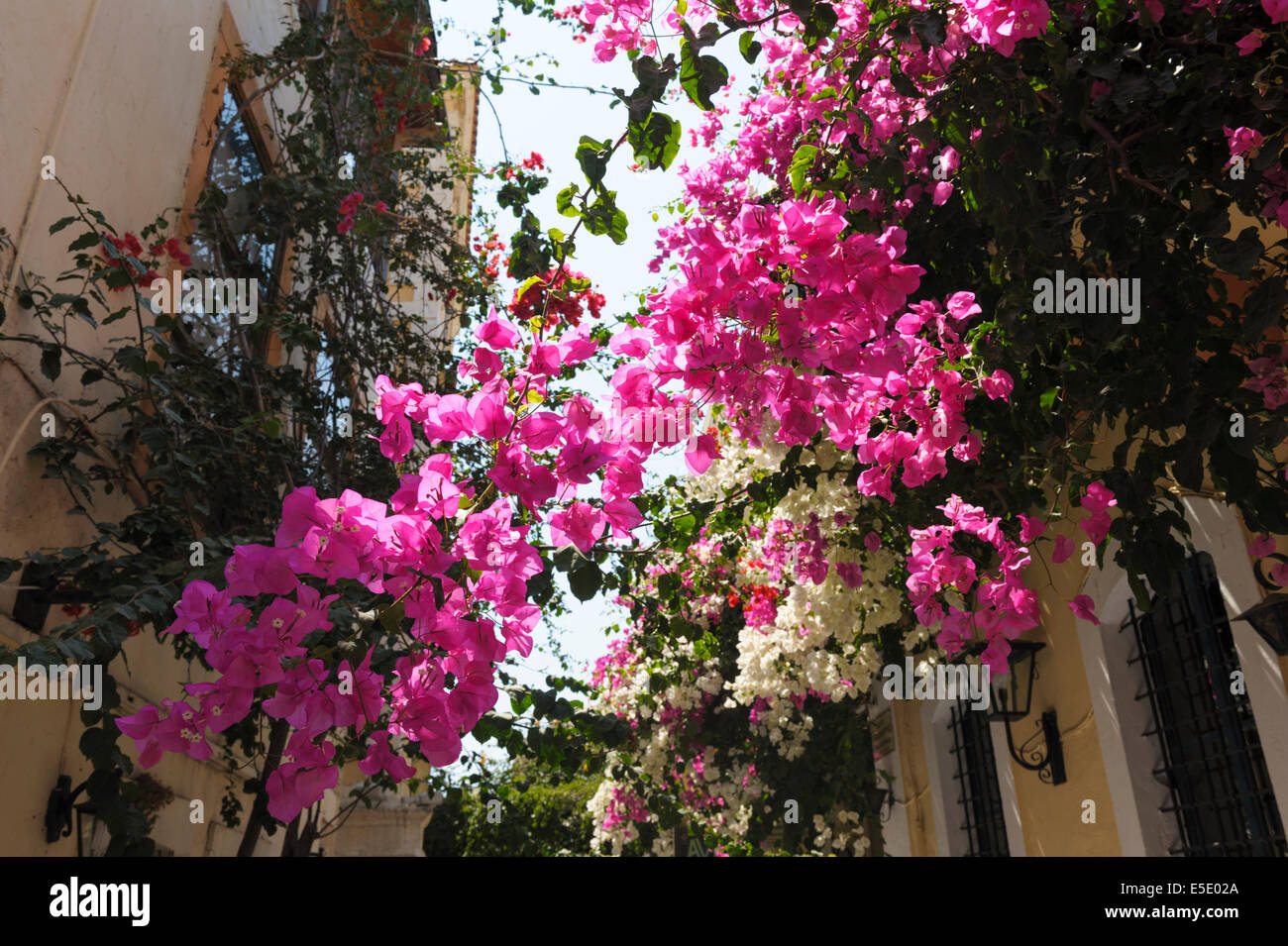 Rethymno crete flowers hi-res stock photography and images - Alamy