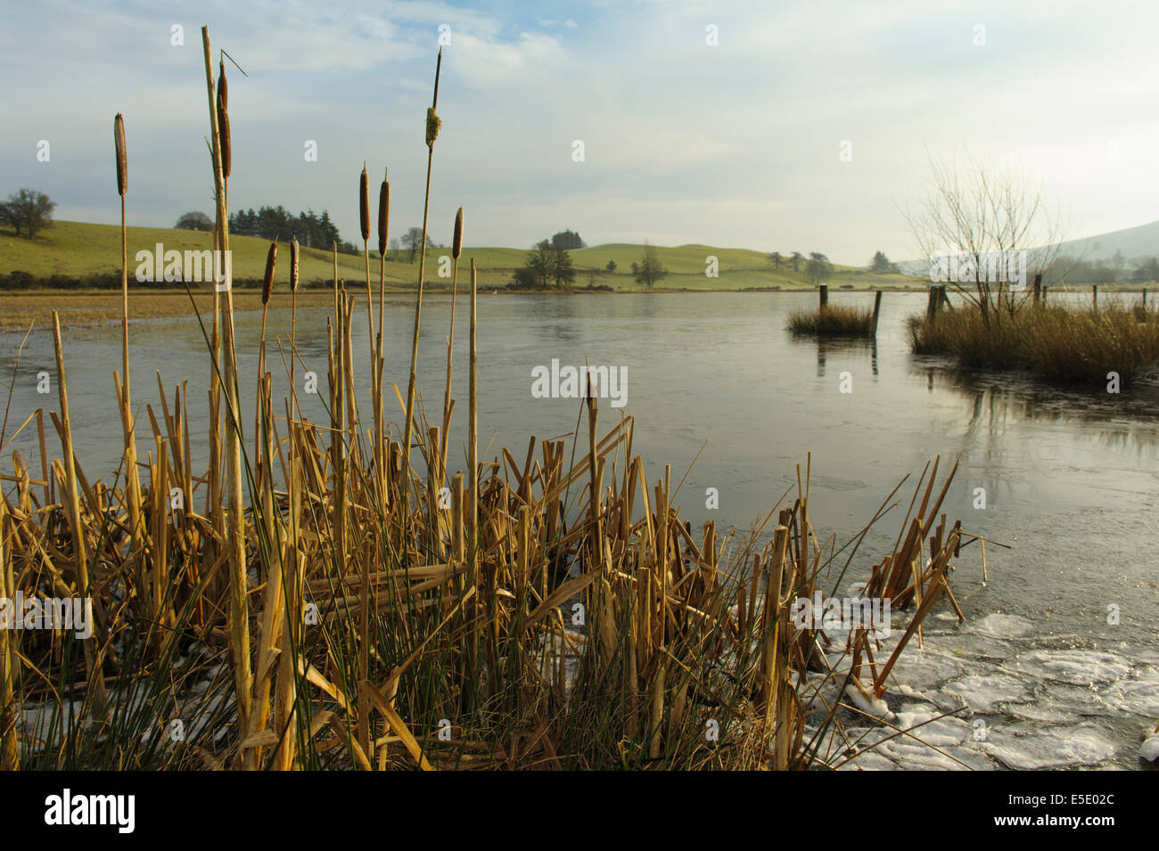 Bullrushes in morning light by a icy Welsh lake Stock Photo - Alamy