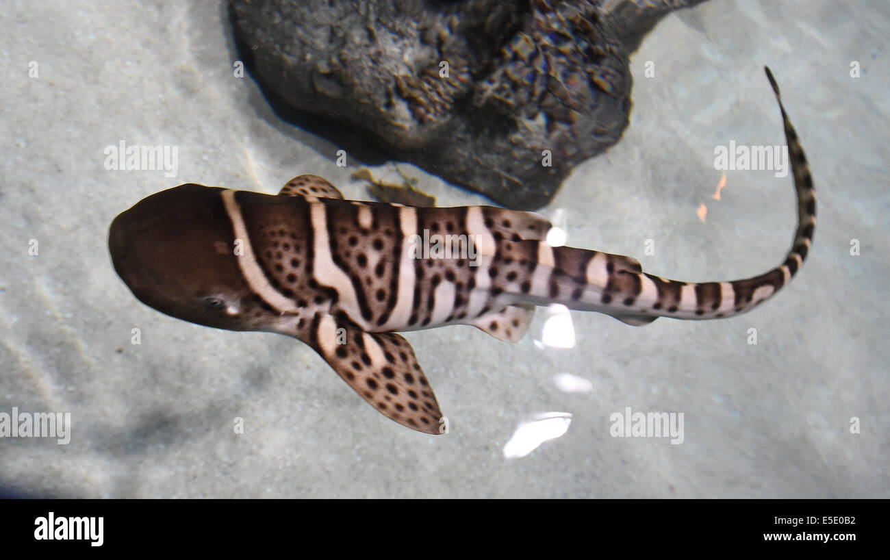 Baby Zebra Shark