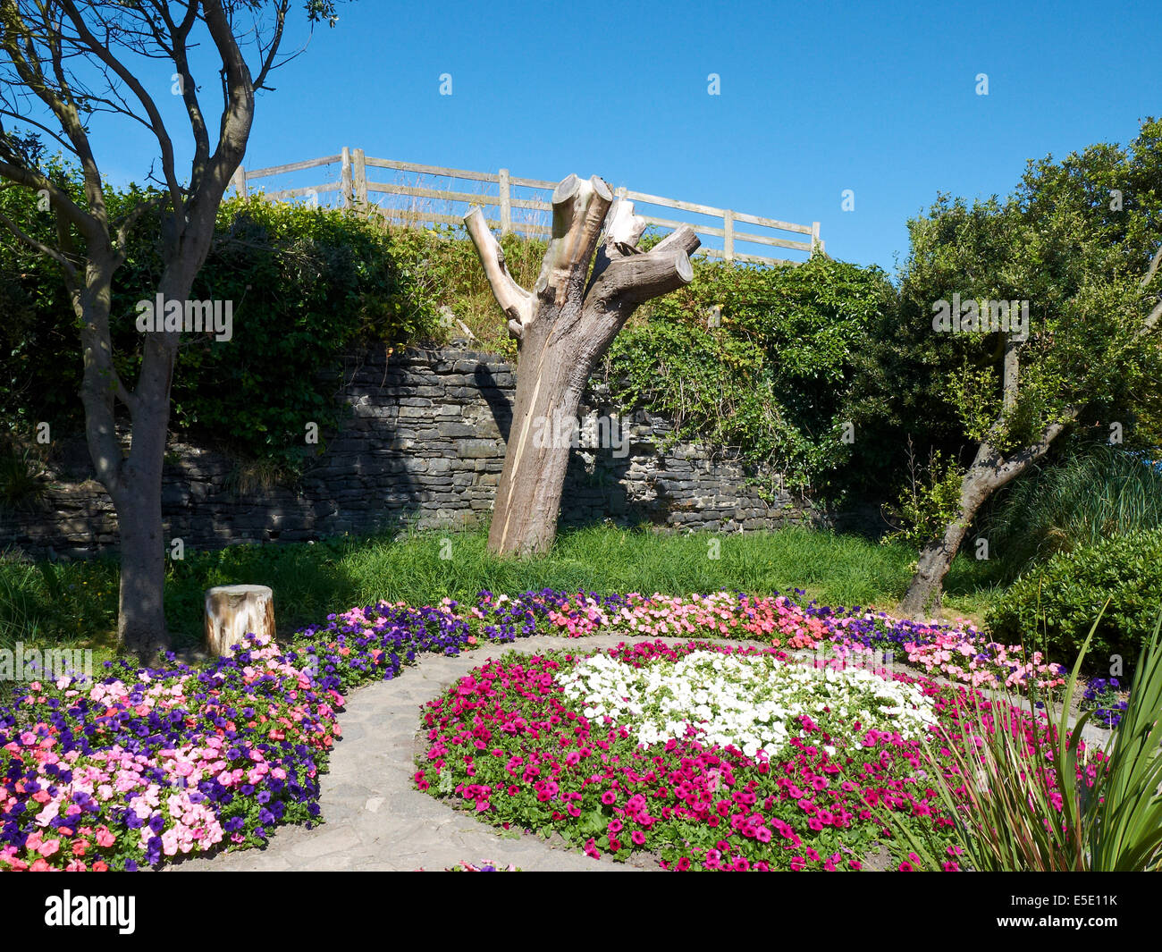 Chopped tree in park, Aberystwyth Wales UK Stock Photo - Alamy