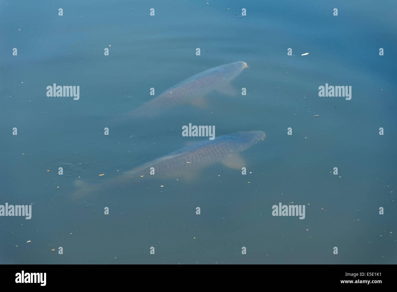 Carp uk water feeding surface hi-res stock photography and images - Alamy