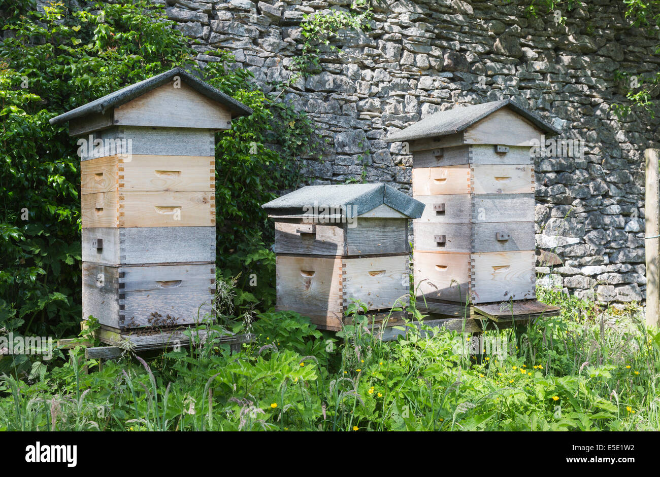 Flying wall honey bees hi-res stock photography and images - Alamy