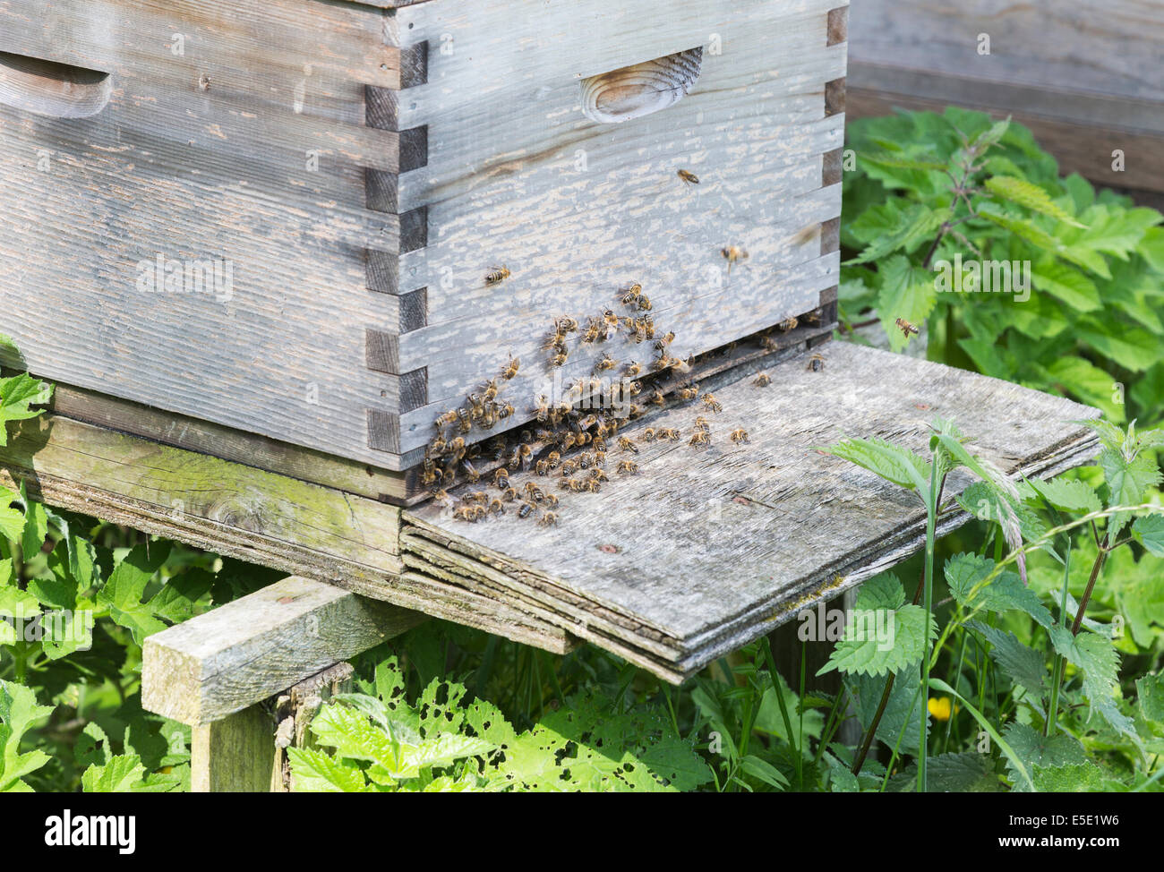 Bees active hi-res stock photography and images - Alamy
