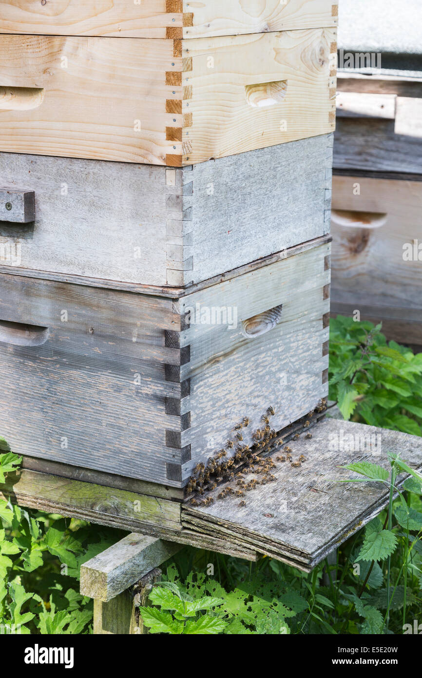 Bees active hi-res stock photography and images - Alamy