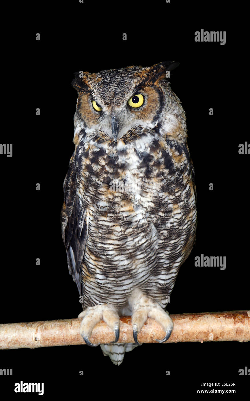 Bird predator profile animal stare predator face head side hi-res stock ...
