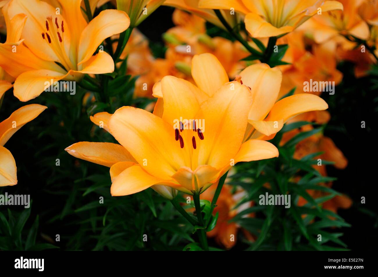 Fukaya green park hi-res stock photography and images - Alamy