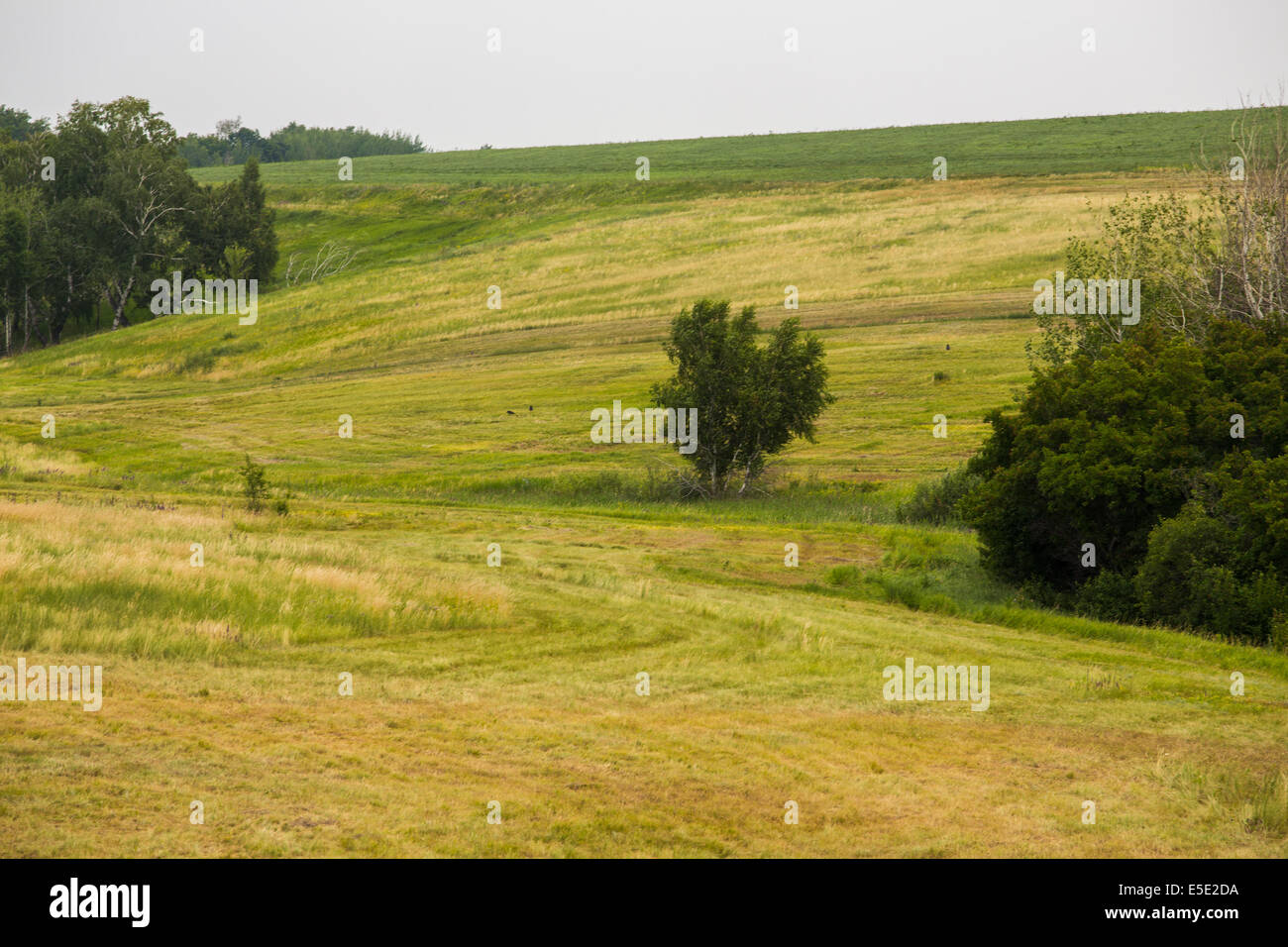 field of spring grass and forest Stock Photo - Alamy