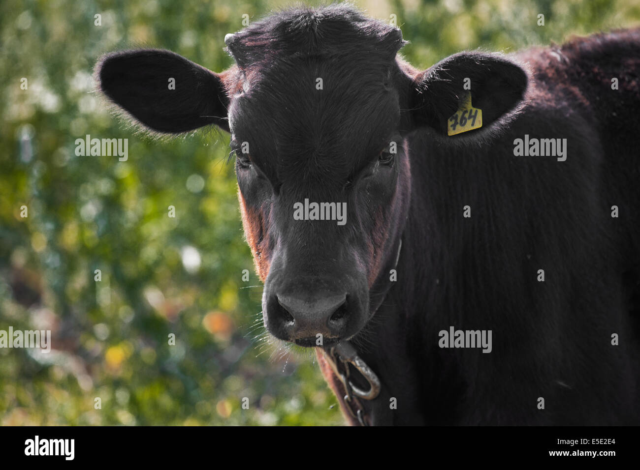 farm bull in a meadow Stock Photo - Alamy