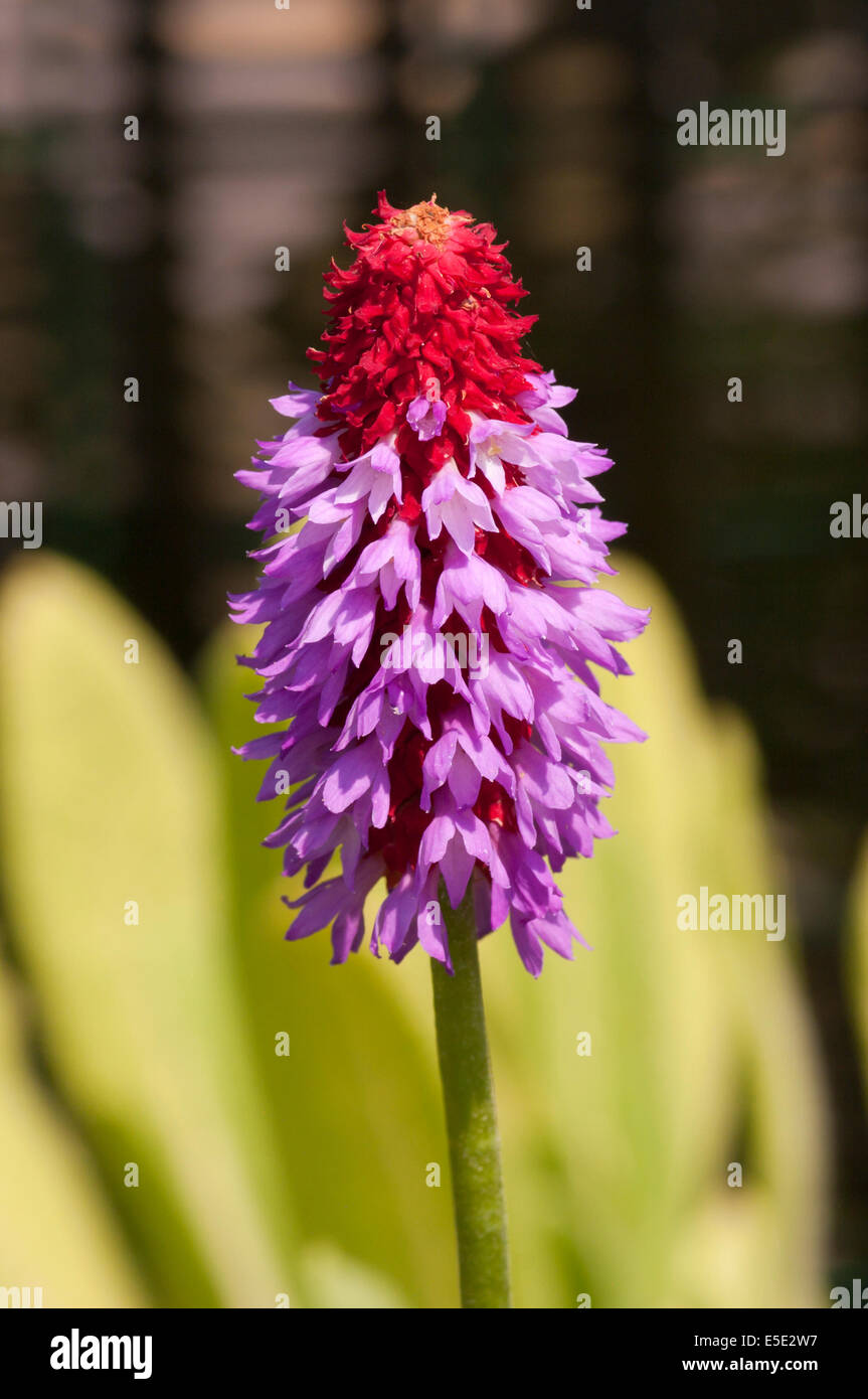 Vialii hi-res stock photography and images - Alamy