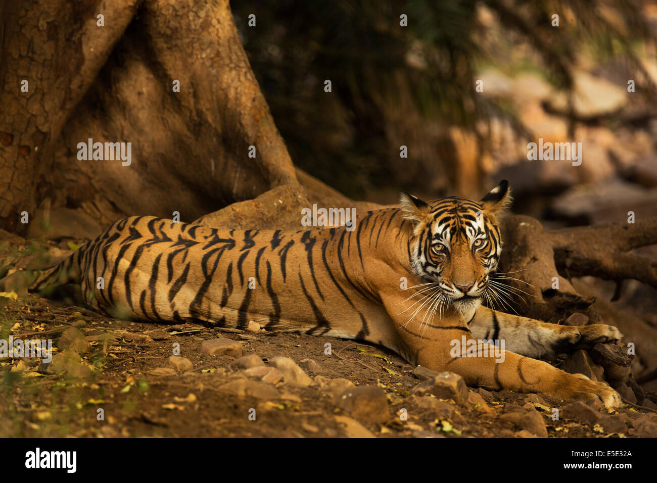 A wild tiger keeps cool in the shade of a tree Stock Photo - Alamy