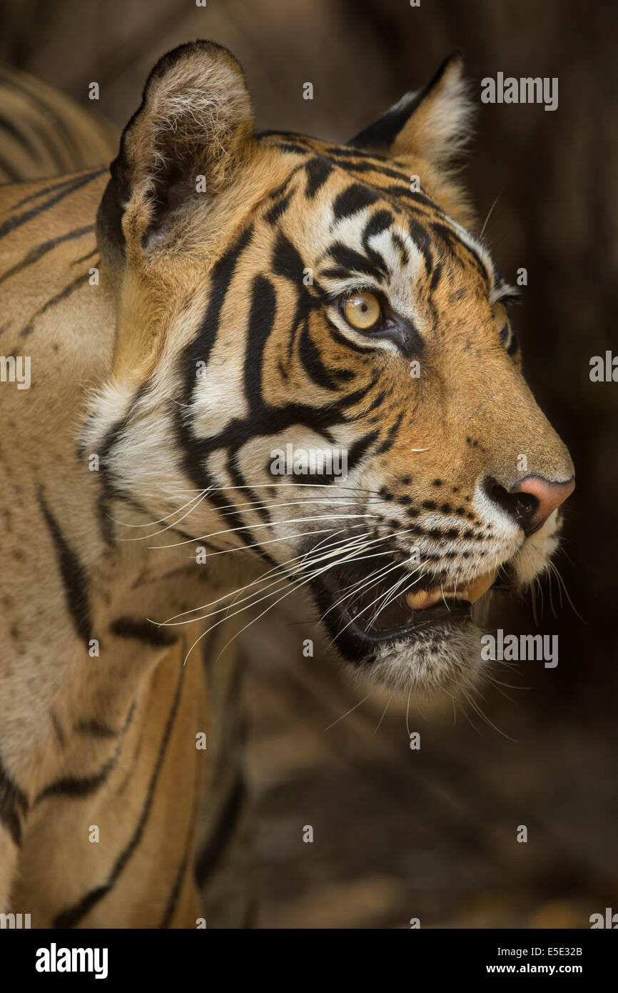 Tiger eyes hi-res stock photography and images - Alamy
