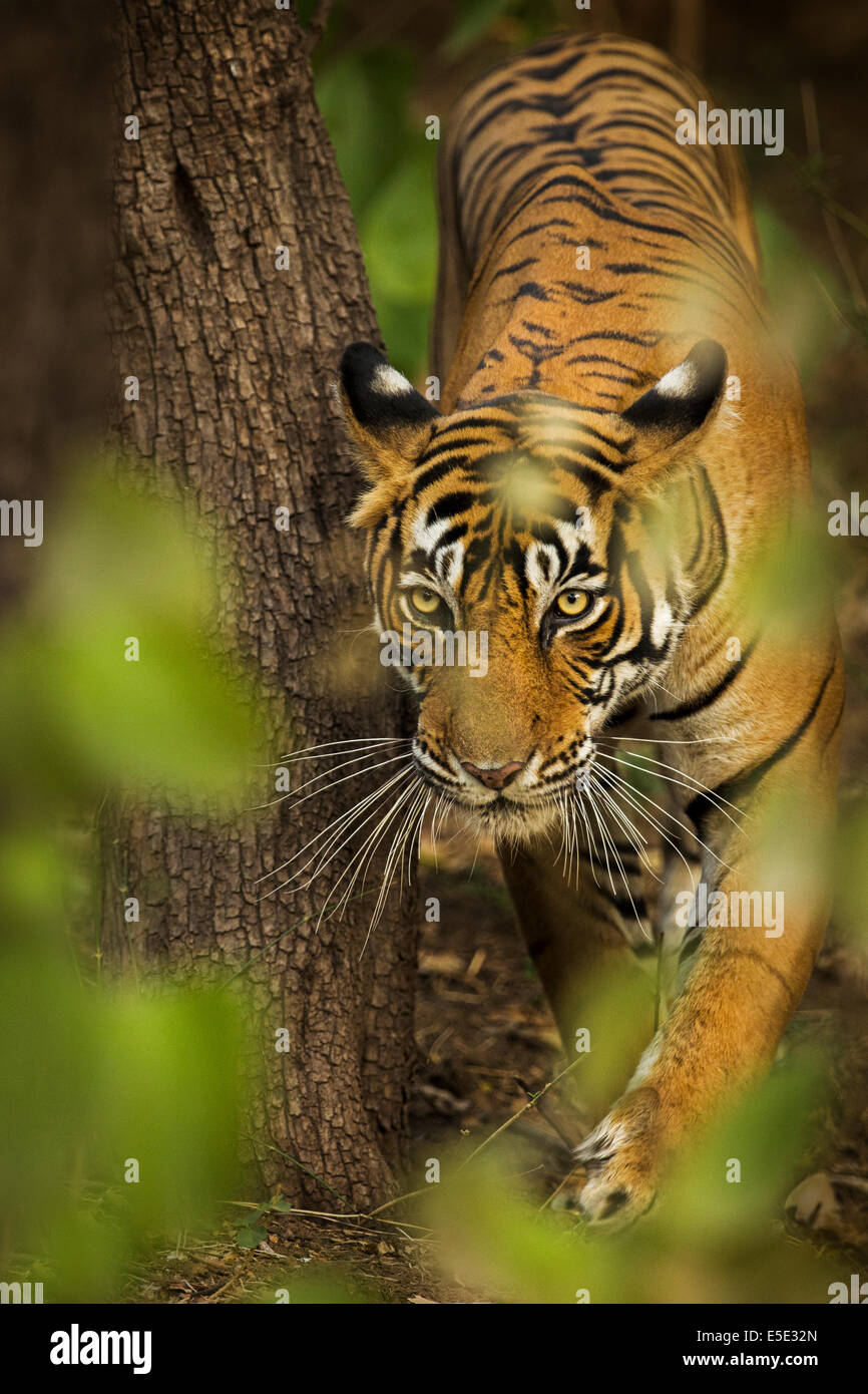 A wild tiger creeps through undergrowth Stock Photo - Alamy