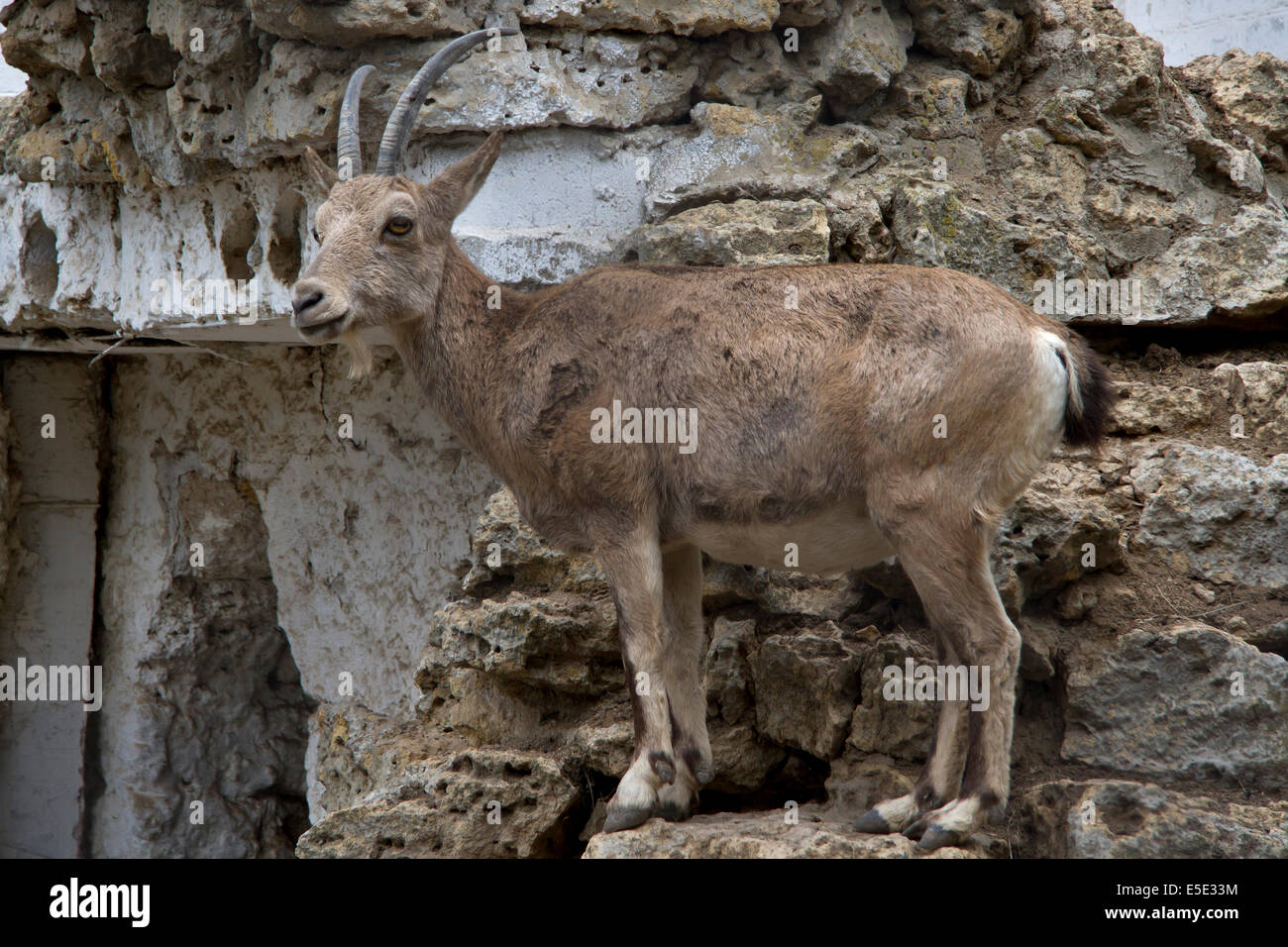 female Siberian mountain goat standing on rocks artificial hills Stock ...