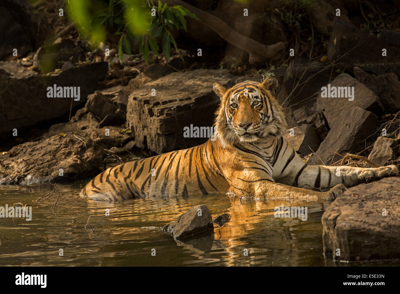 A wild bengal tiger resting in a pool at Ranthambore National Park ...
