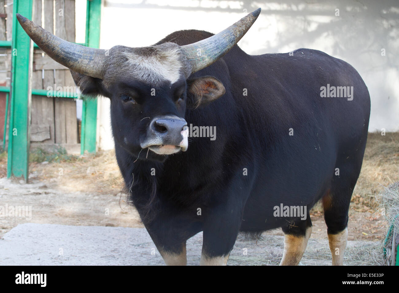 gayala male in the aviary zoo autumn day Stock Photo - Alamy
