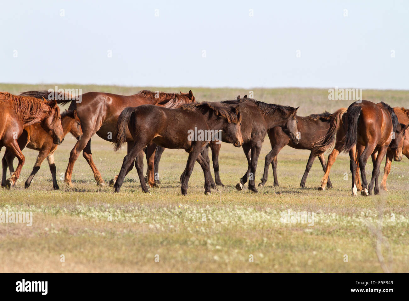 Horses herd beautiful hi-res stock photography and images - Alamy