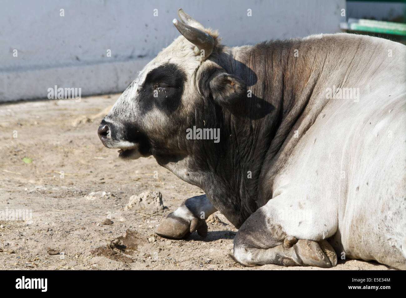 Ukrainian gray steppe cattle hi-res stock photography and images - Alamy