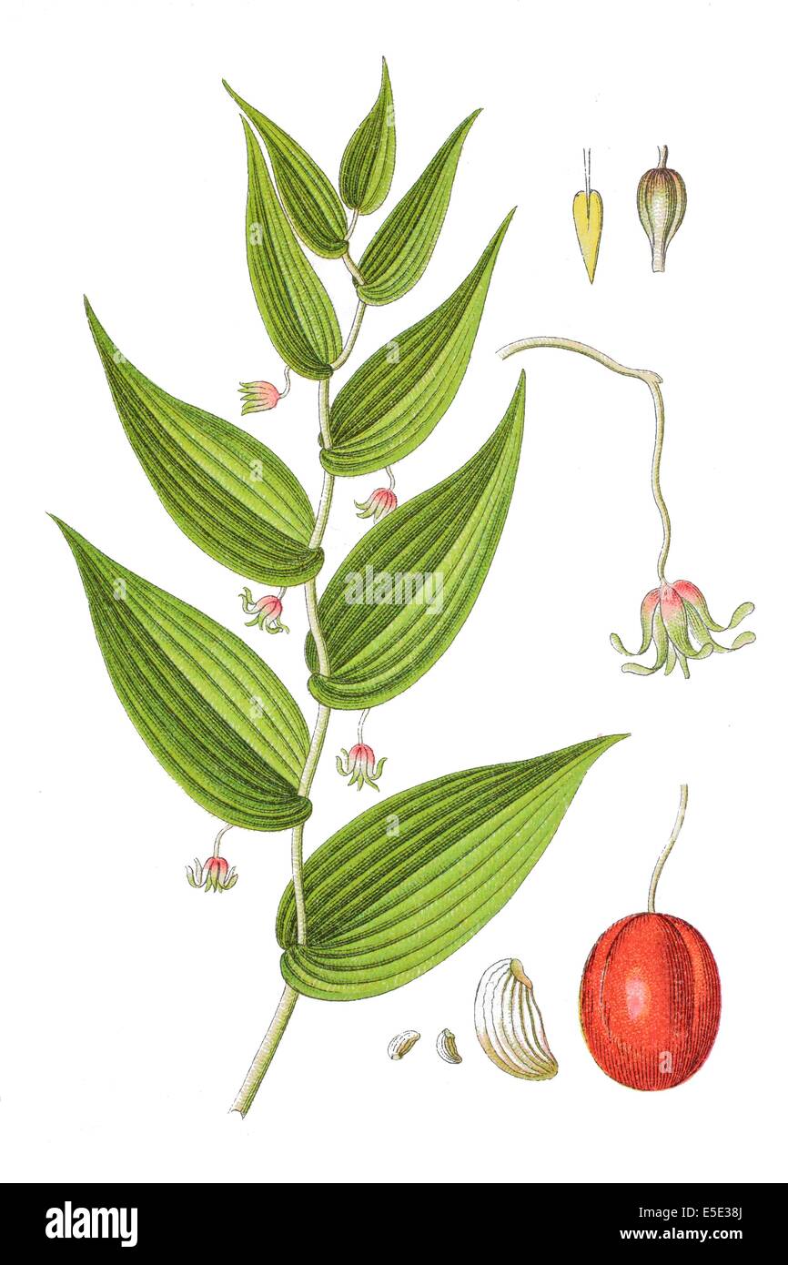 Amplexifolia hi-res stock photography and images - Alamy