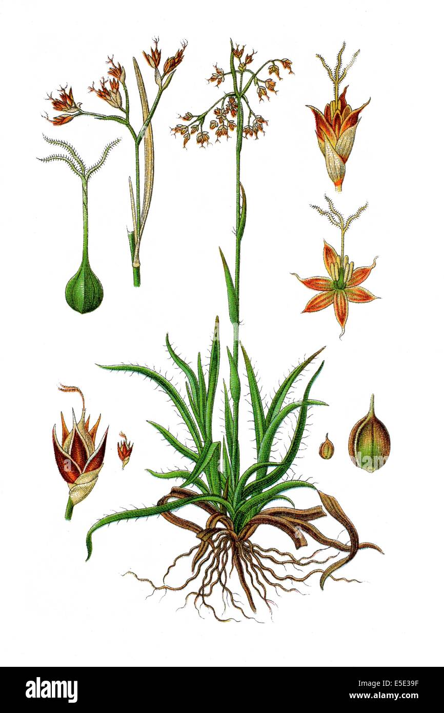 Luzula maxima hi-res stock photography and images - Alamy