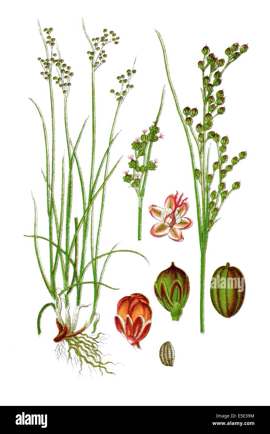 Roundfruit rush hi-res stock photography and images - Alamy