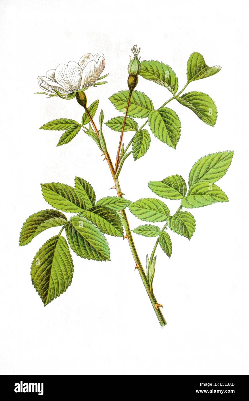 The colored field Cut Out Stock Images & Pictures - Alamy