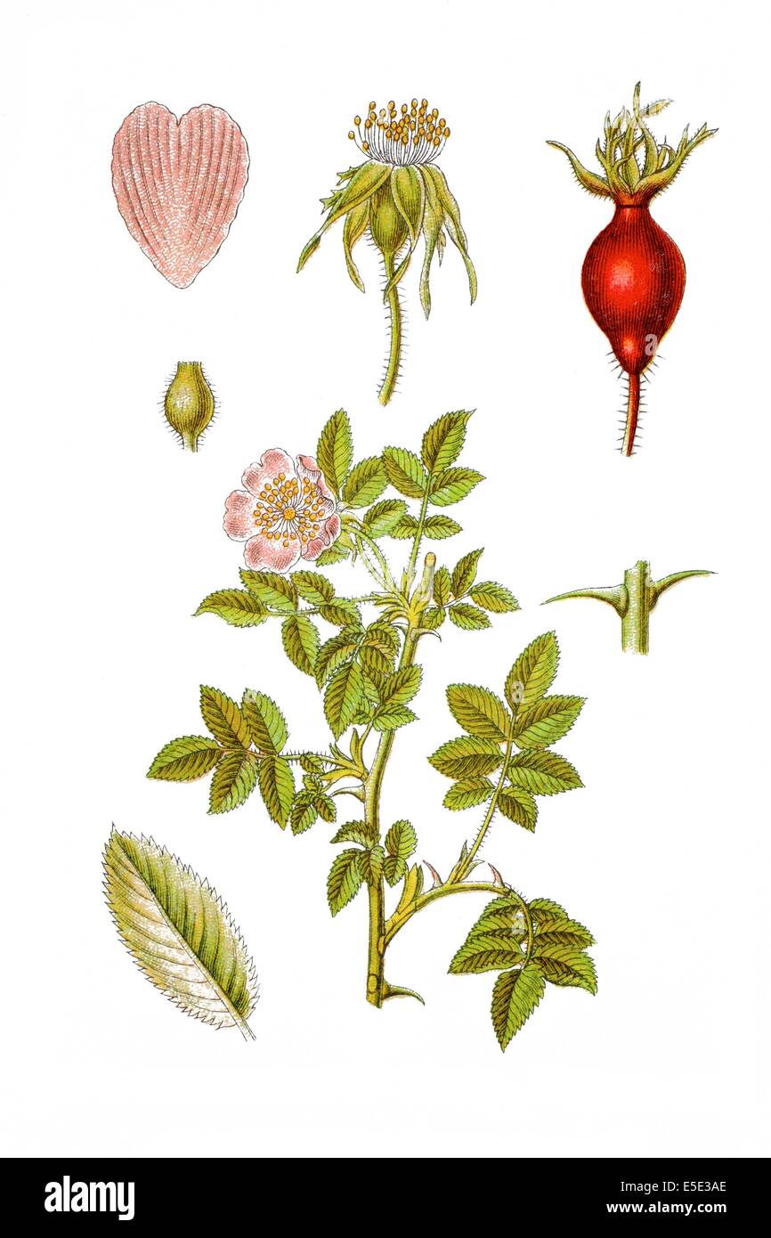 Downy rose hi-res stock photography and images - Alamy