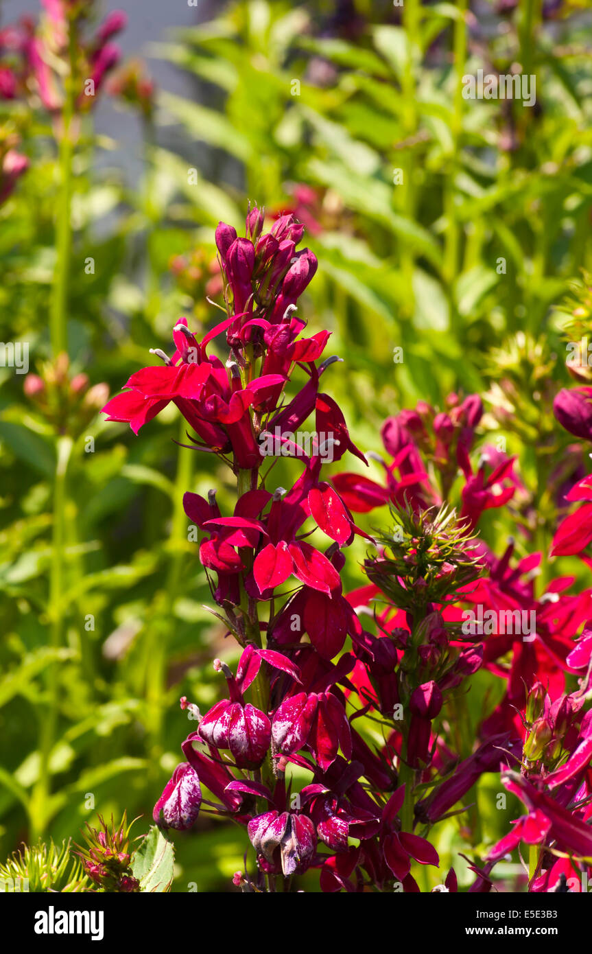 Red Lobelia Fan Burgundy Stock Photo - Alamy