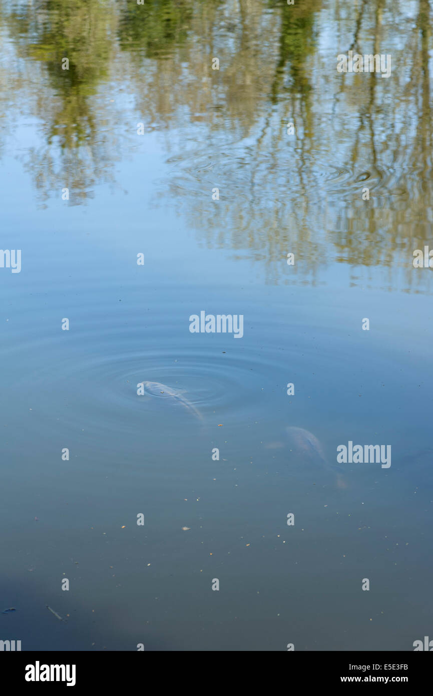 Carp fishing in the uk hi-res stock photography and images - Alamy