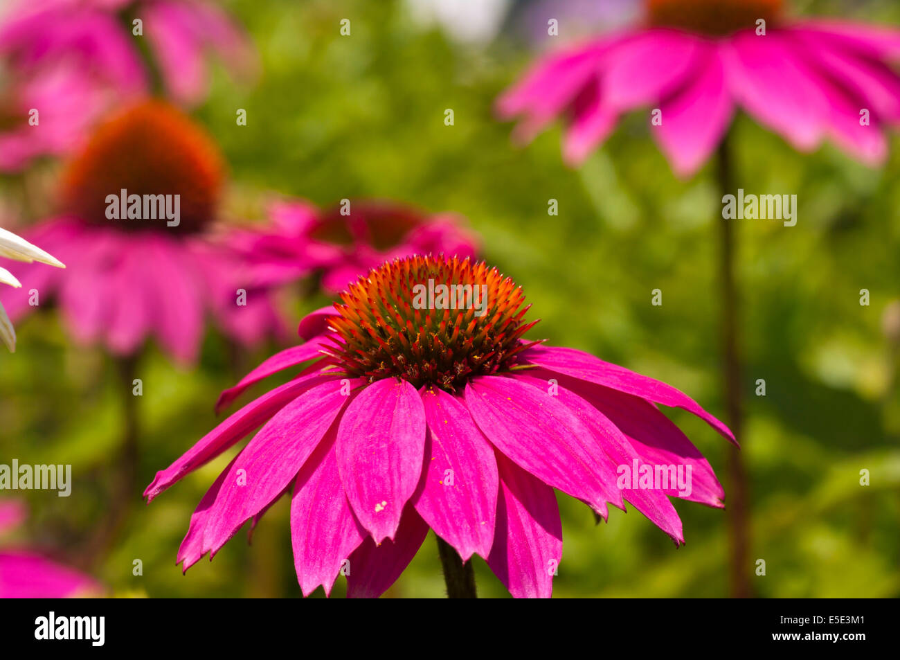 Pink echinacea pow wow commonly known as Coneflowers Stock Photo - Alamy