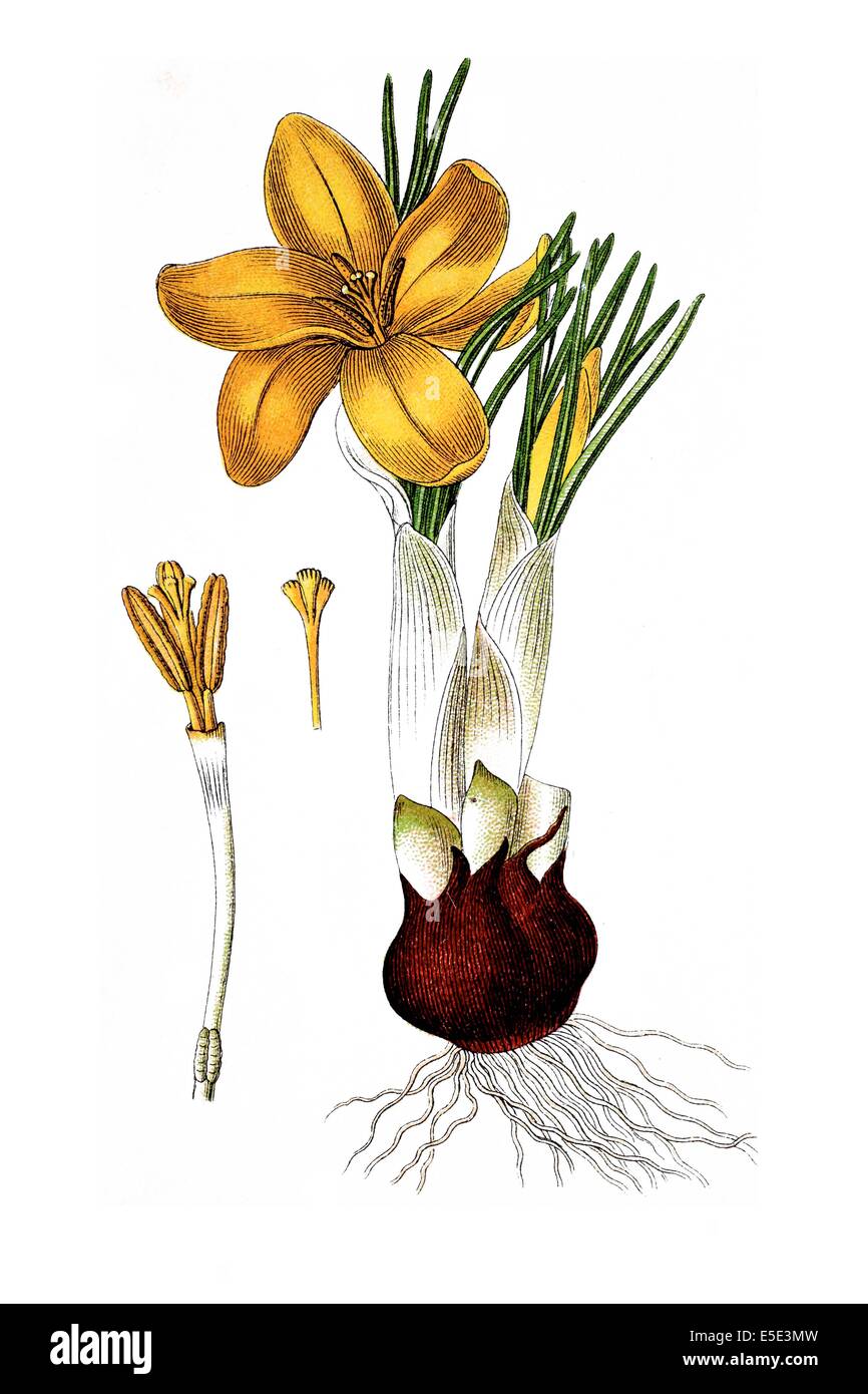 Dutch yellow crocus, Crocus flavus Stock Photo - Alamy