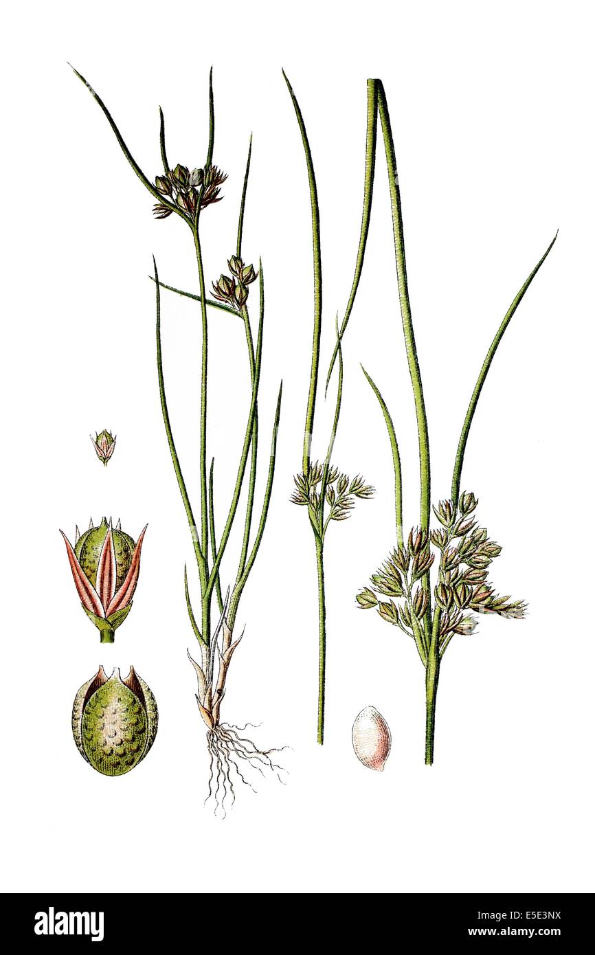 Slender Rush, Path Rush, Field Rush, Slender Yard Rush, Juncus tenuis ...