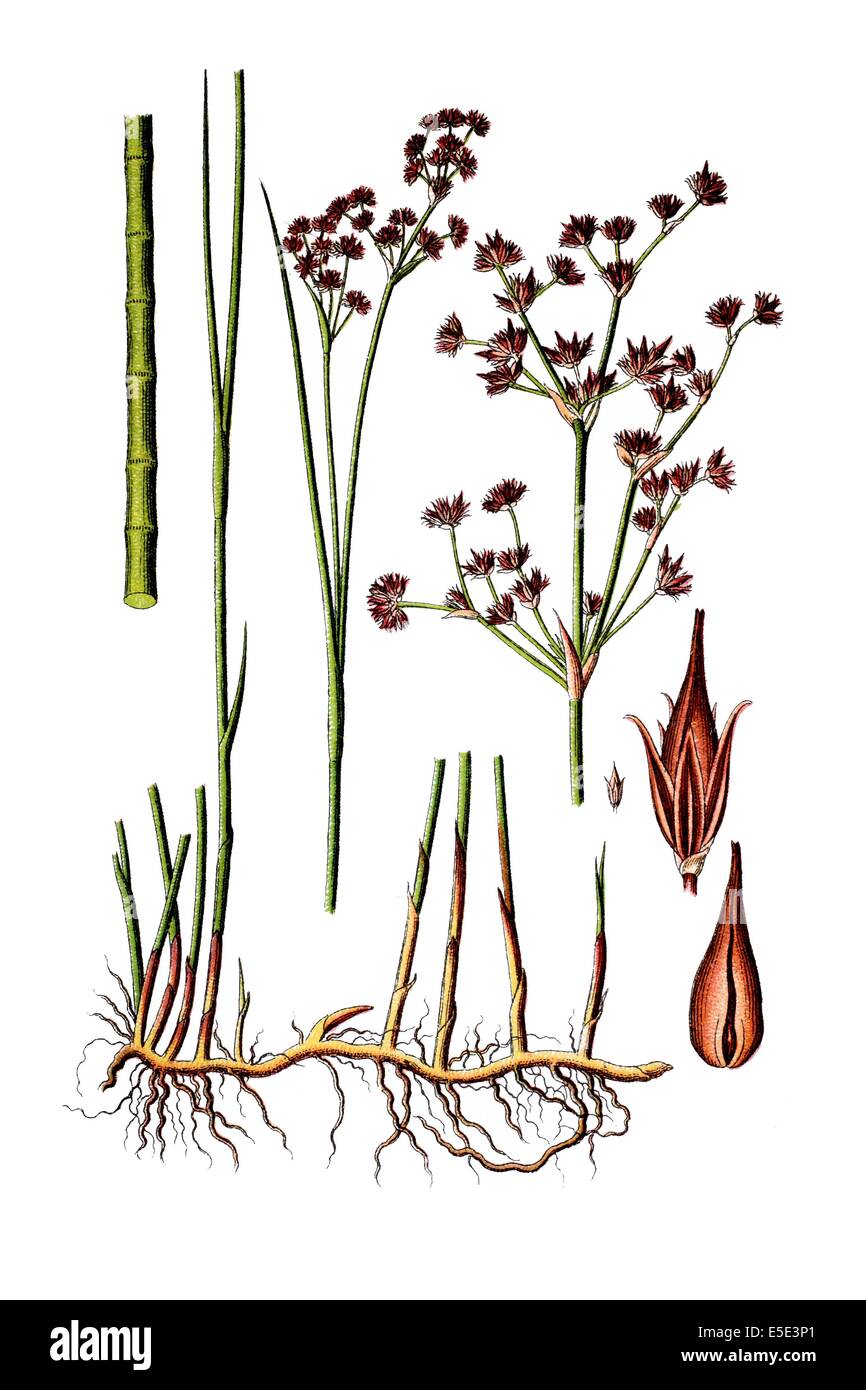Sharp flowered rush hi-res stock photography and images - Alamy