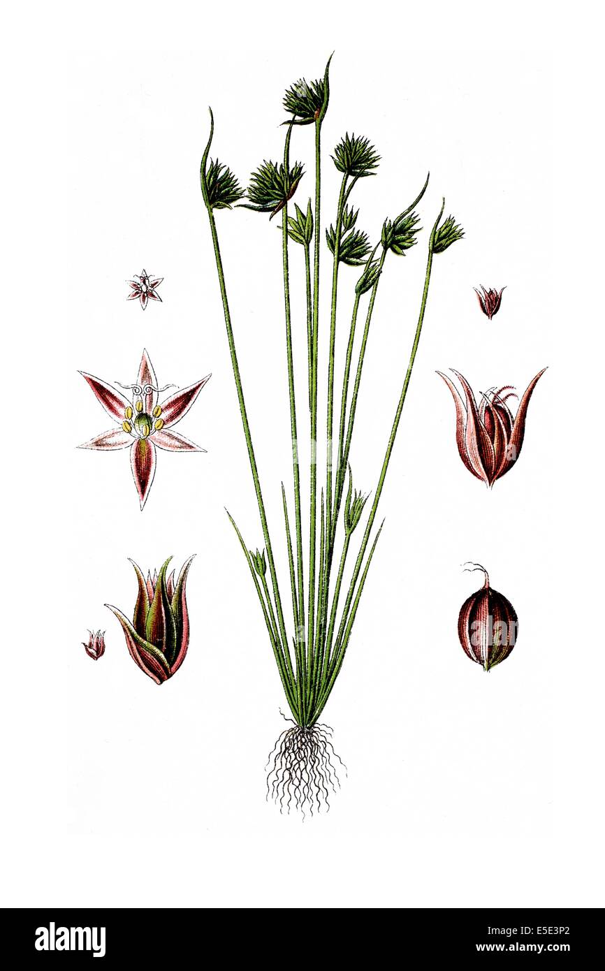 Dwarf rush hi-res stock photography and images - Alamy