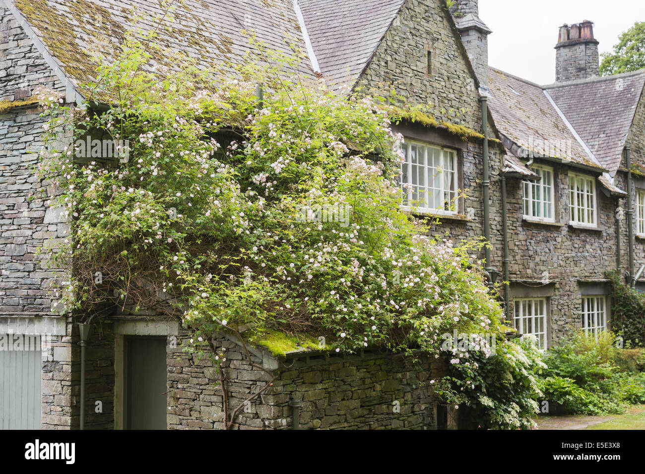 Rambling rose climbing over traditional slate drystone house at ...