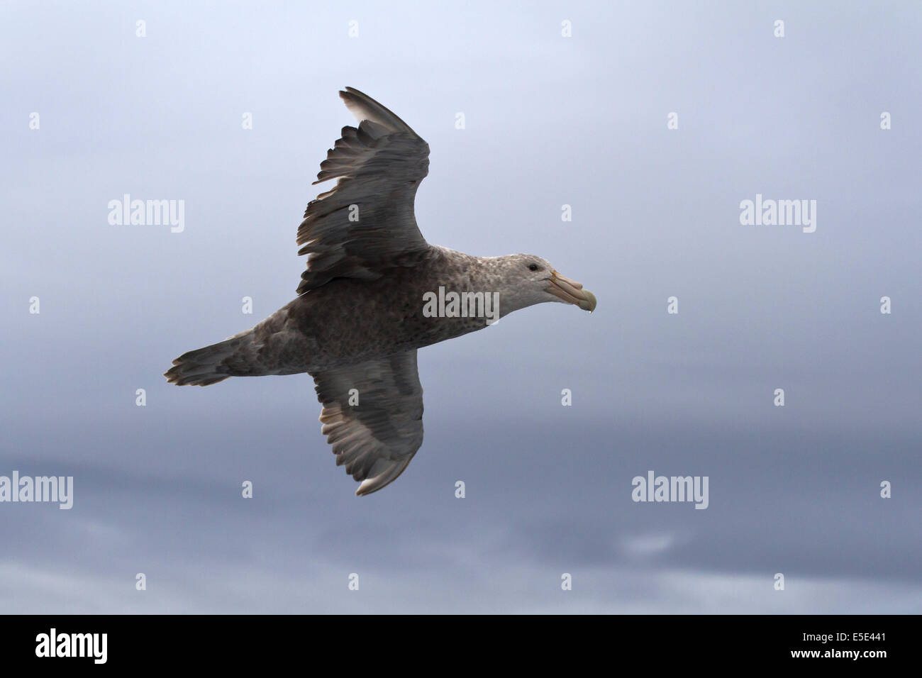 southern giant petrel flying over the southern ocean on a cloudy day ...