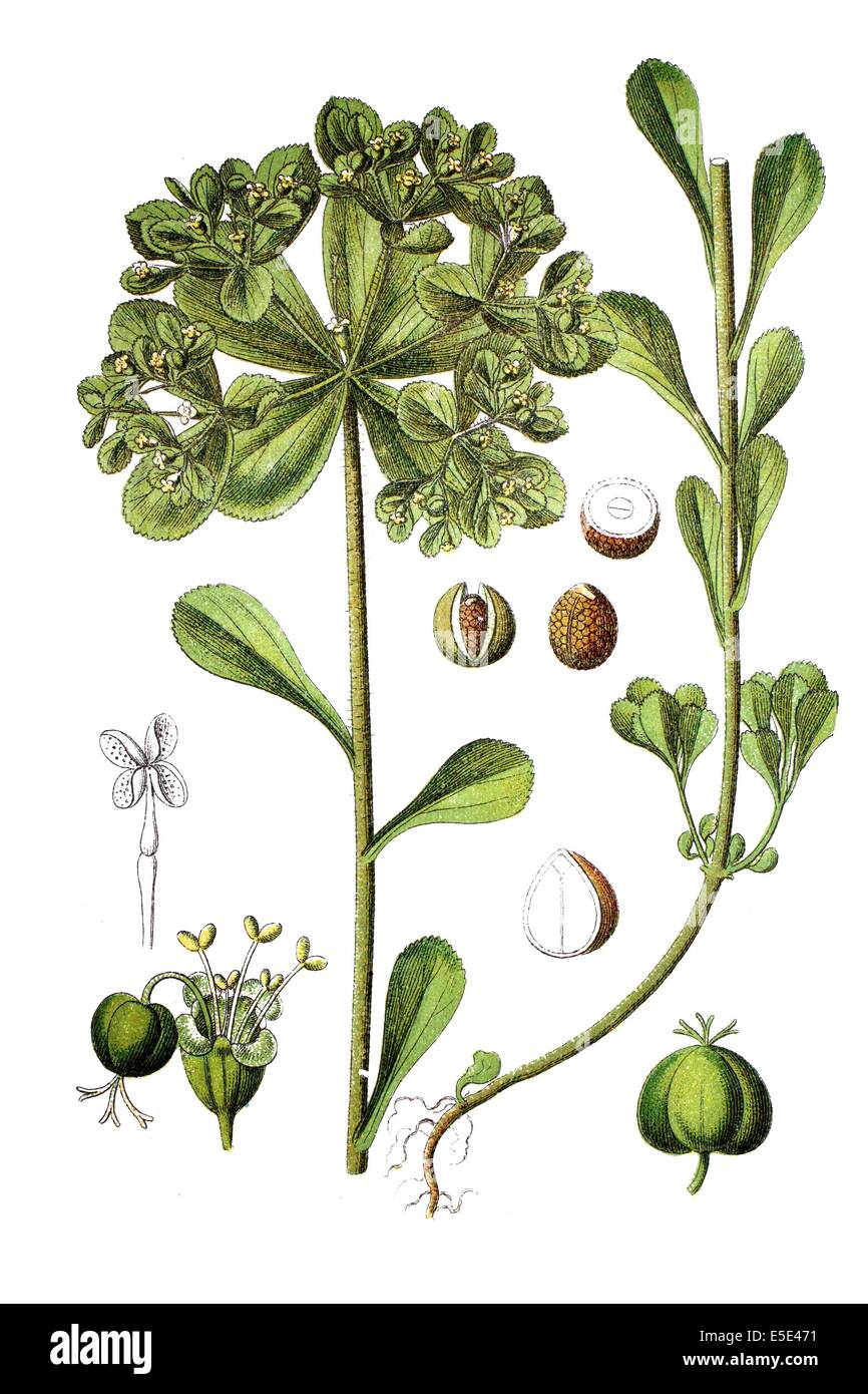 sun spurge, Euphorbia helioscopia Stock Photo - Alamy